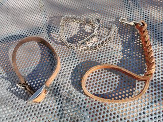 collari e guinzaglio cane