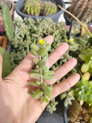 Delosperma Echinatum Talea pianta grassa no radici