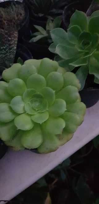 piantina grassa a carciofa costo 1.50 ,l una 