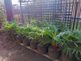 palme a scelta di tutte le misure (resistenti)