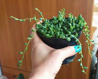 senecio herreianus, catena di lacrime