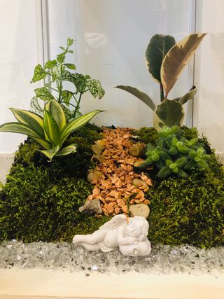 Terrario in lanterna