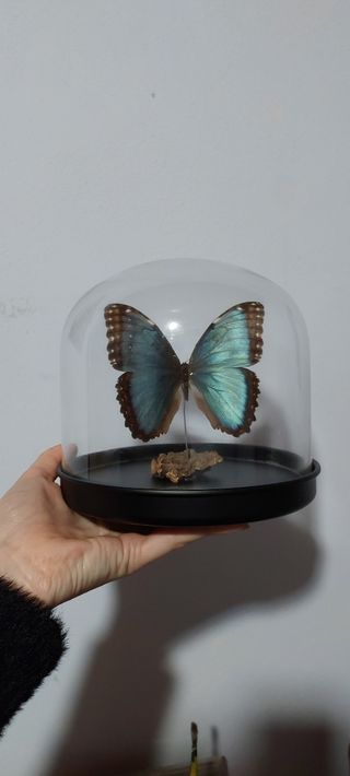 Cupola Morpho helenor 🦋