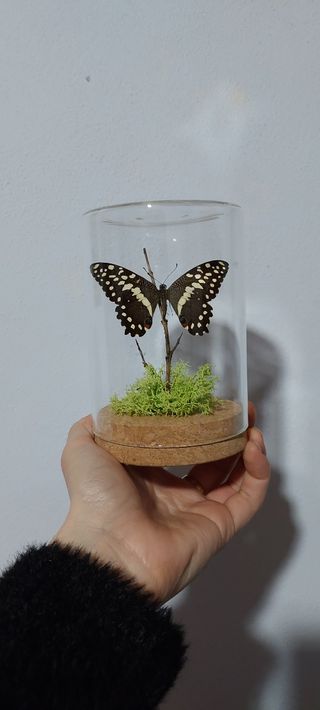 Cupola con farfalla 🦋 