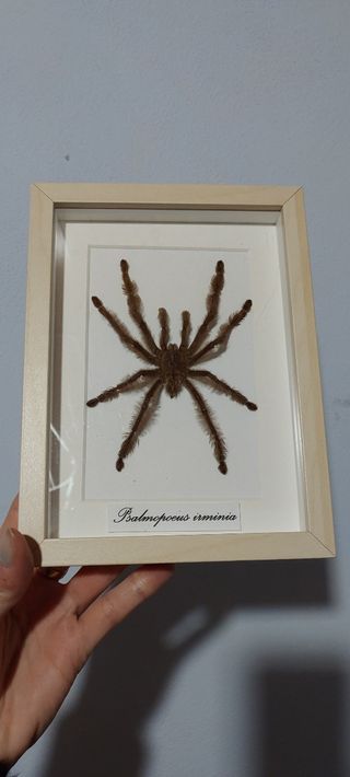 Cornice Psalmopoeus irminia 🕷