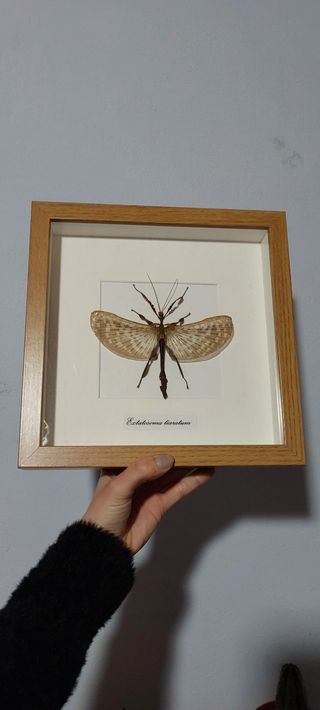 Cornice Extatosoma tiaratum 🍁