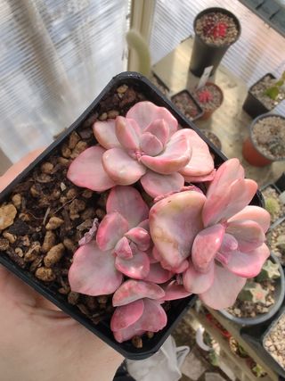 Echeveria Mr Richards variegata 