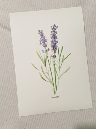 Shabby Stampa fiori lavanda