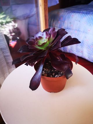 Aeonium zwartkop 