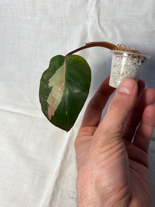 Philodendron Pink Princess #2