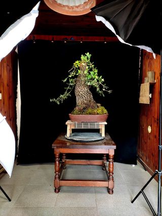 bonsai quercus faginea