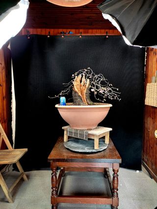 bonsai prunus dulcis