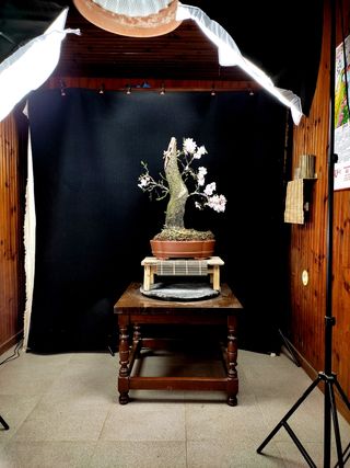 bonsai almendro