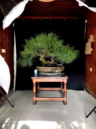 bonsai casuarina