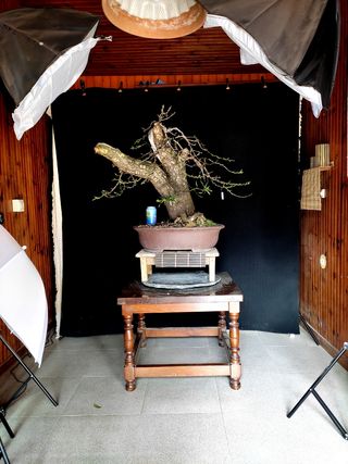 bonsai prunus dulcis(vendido)