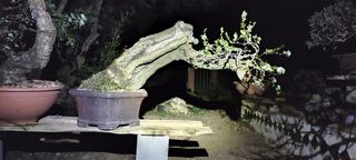 prunus domestica(vendido)