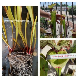 Sarracenia Leah Wilkerson, con 3 punti di crescita