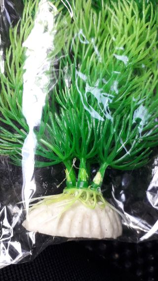 pianta acquario pesci vasca 