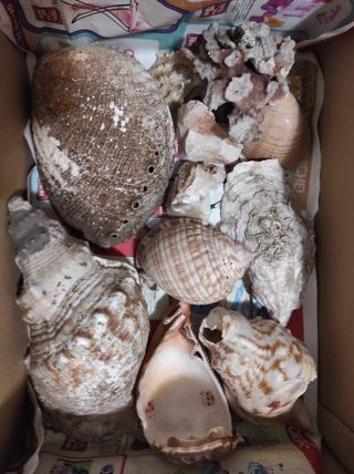 Conchiglie vario tipo. 