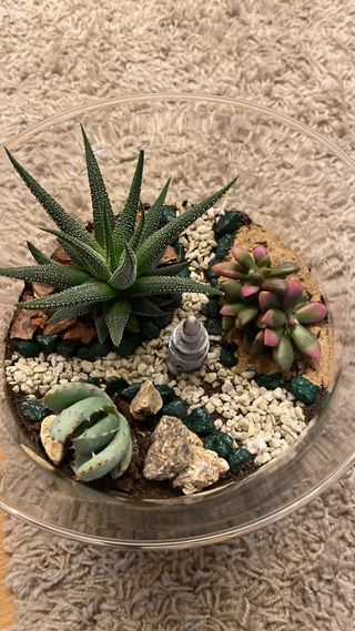 Terrario desertico