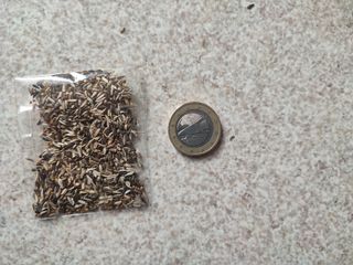 1000 semi piante selvatiche per tartarughe 