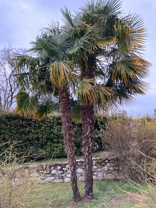 REGALO 3 PALME - ALTEZZA 3, 4, 5 MT