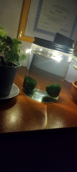 coppia di marimo