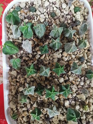 astrophytum mix