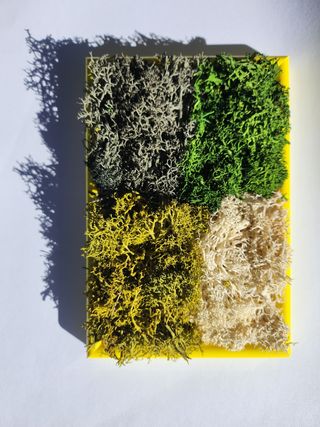 Quadri in muschio stabilizzato 