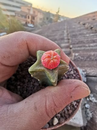 astrophytum Asterias 