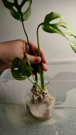 Monstera adansonii talee 🌱