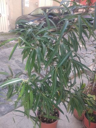 pianta ficus a foglia allungata