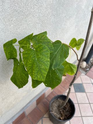 Catalpa