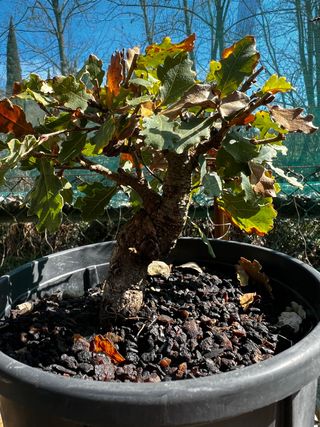 Pre bonsai shoin quercia roverella 
