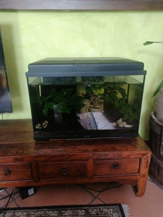 vasca vetro per pesci o tartarughe