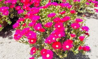 Pianta mesembriantemo