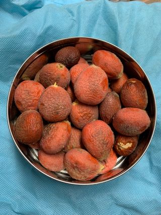 30 semi cycas con scatola