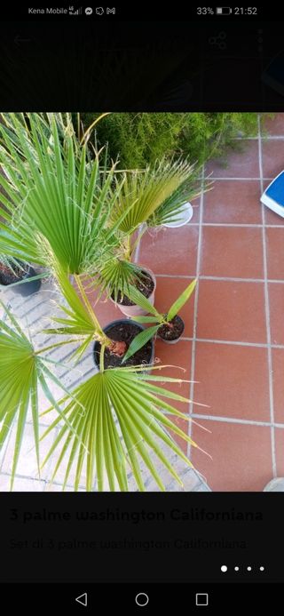 palma washingtonia 3 pezzi 