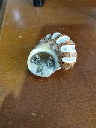 presepe a conchiglia 