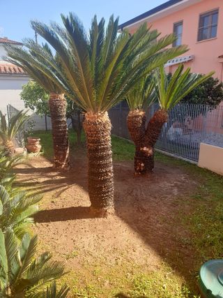 Piante da giardino