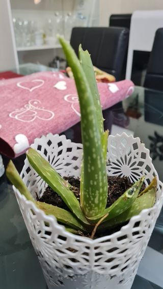 Pianta Aloe Vera 