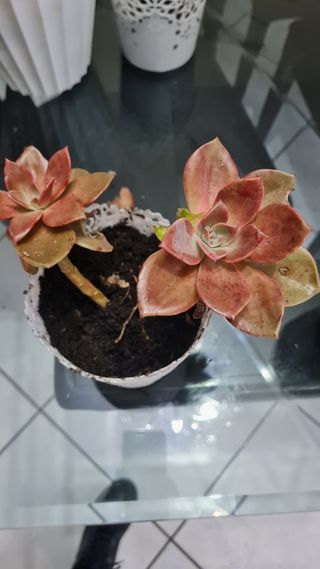 Pianta grassa