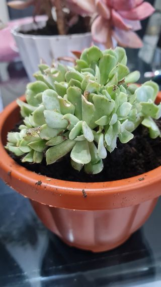 Pianta grassa