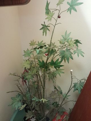 pianta artificiale d appartamento