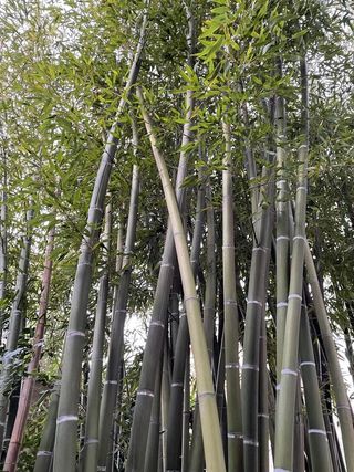 Vendesi canne di Bambù