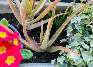 Aloe 3 Succulente Sarda 