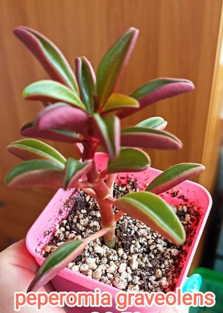 peperomia graveolens vaso 7 cm