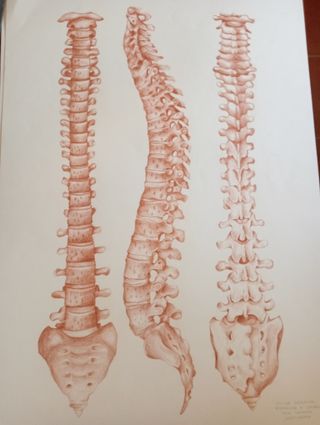 Disegno anatomico 