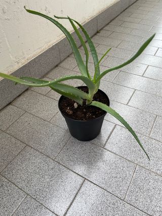 Aloe in vaso