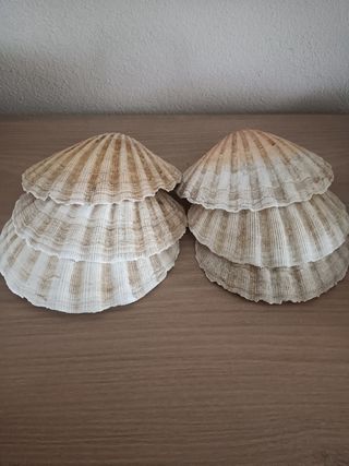 conchiglie capasanta